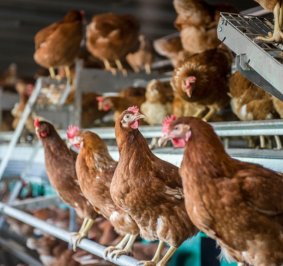 Vencomatic - Vencomatic Group